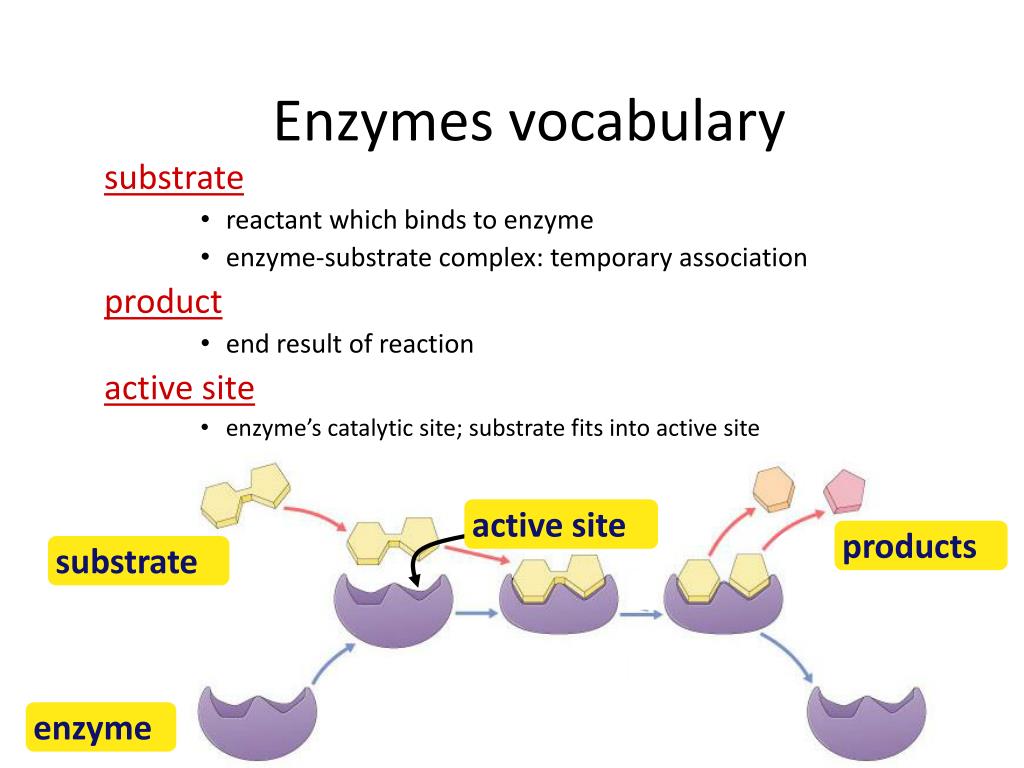 Ppt Enzymes Powerpoint Presentation Free Download Id 2265387