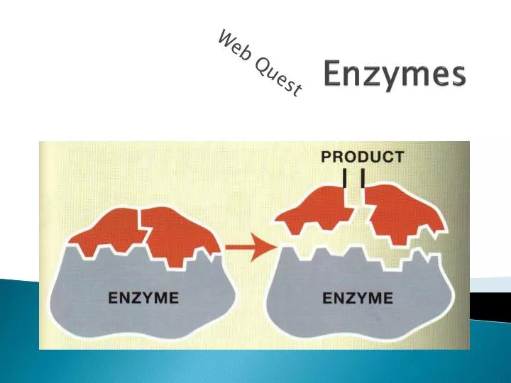 Ppt Enzymes Powerpoint Presentation Free Download Id 2265451