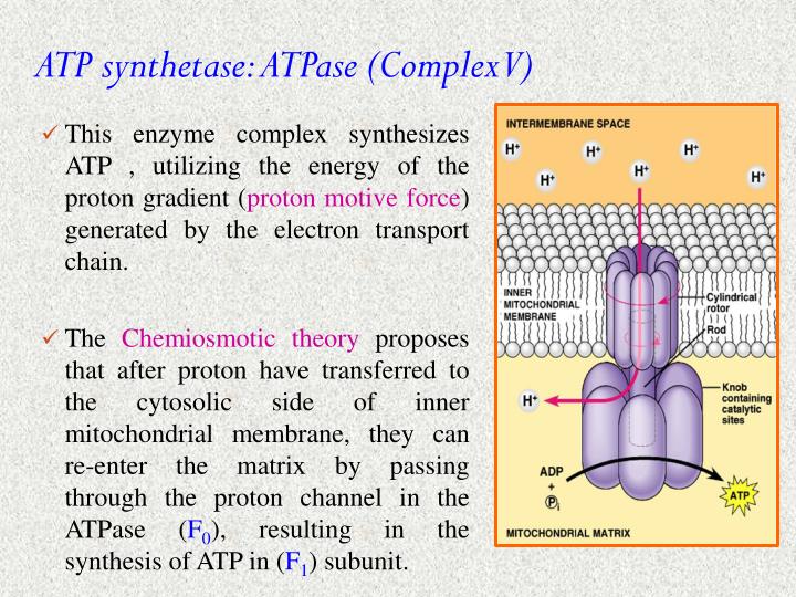 Ppt Electron Transport Chain And Oxidative Phosphorylation Powerpoint
