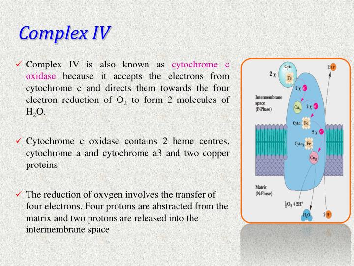 PPT - Electron Transport Chain and Oxidative Phosphorylation PowerPoint ...