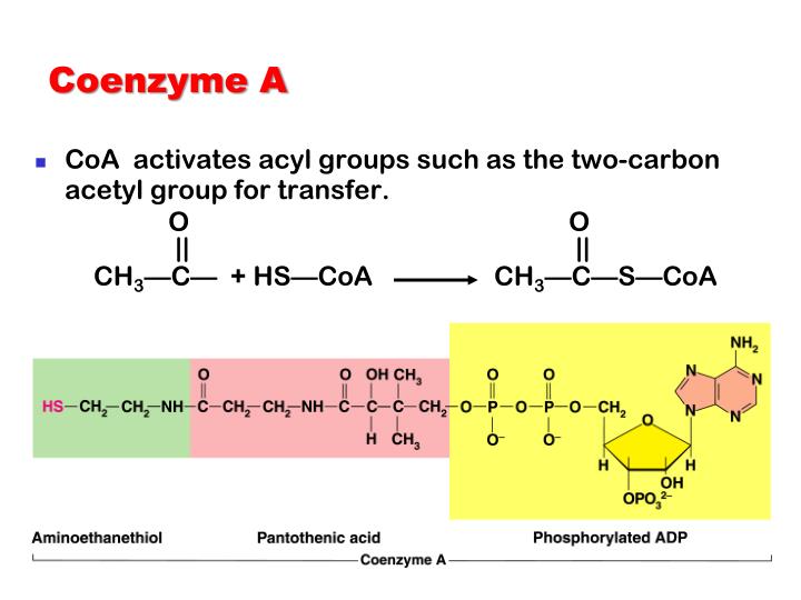 PPT - Metabolic Pathways PowerPoint Presentation - ID:2265486
