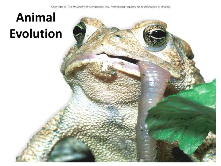 PPT - Animal Evolution PowerPoint Presentation, free download - ID:2265821