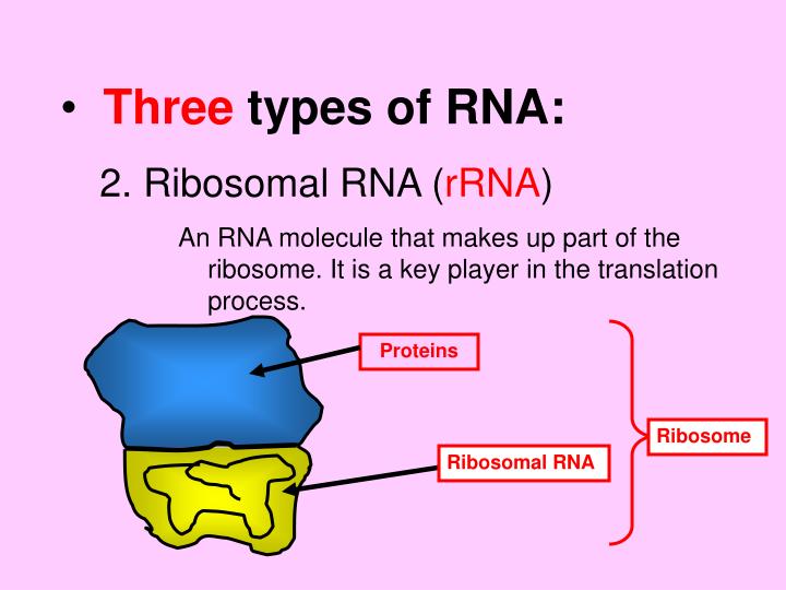 PPT - rna PowerPoint Presentation - ID:2266131