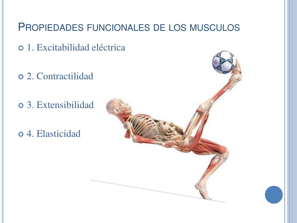 PPT - 3.1. GENERALIDADES DE LA MIOLOGÍA. FISIOLOGÍA DE LA CONTRACCIÓN ...