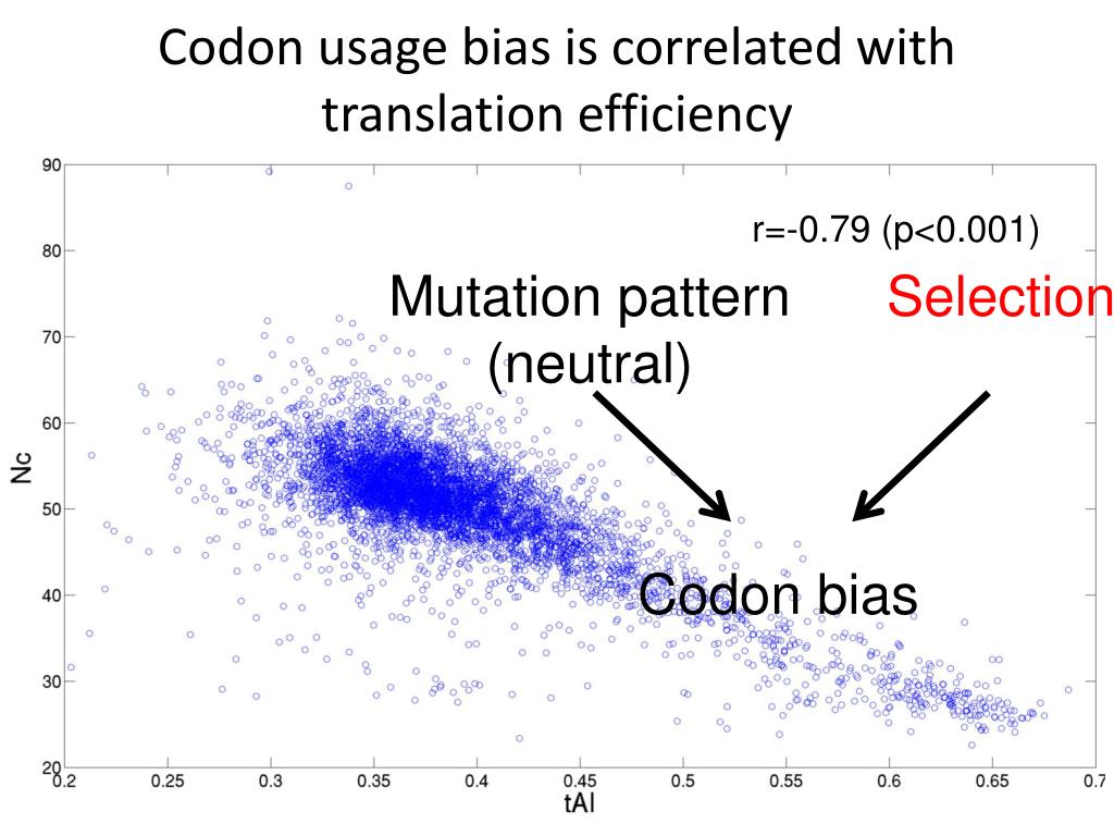 PPT - A genome-wide perspective on translation of proteins PowerPoint ...