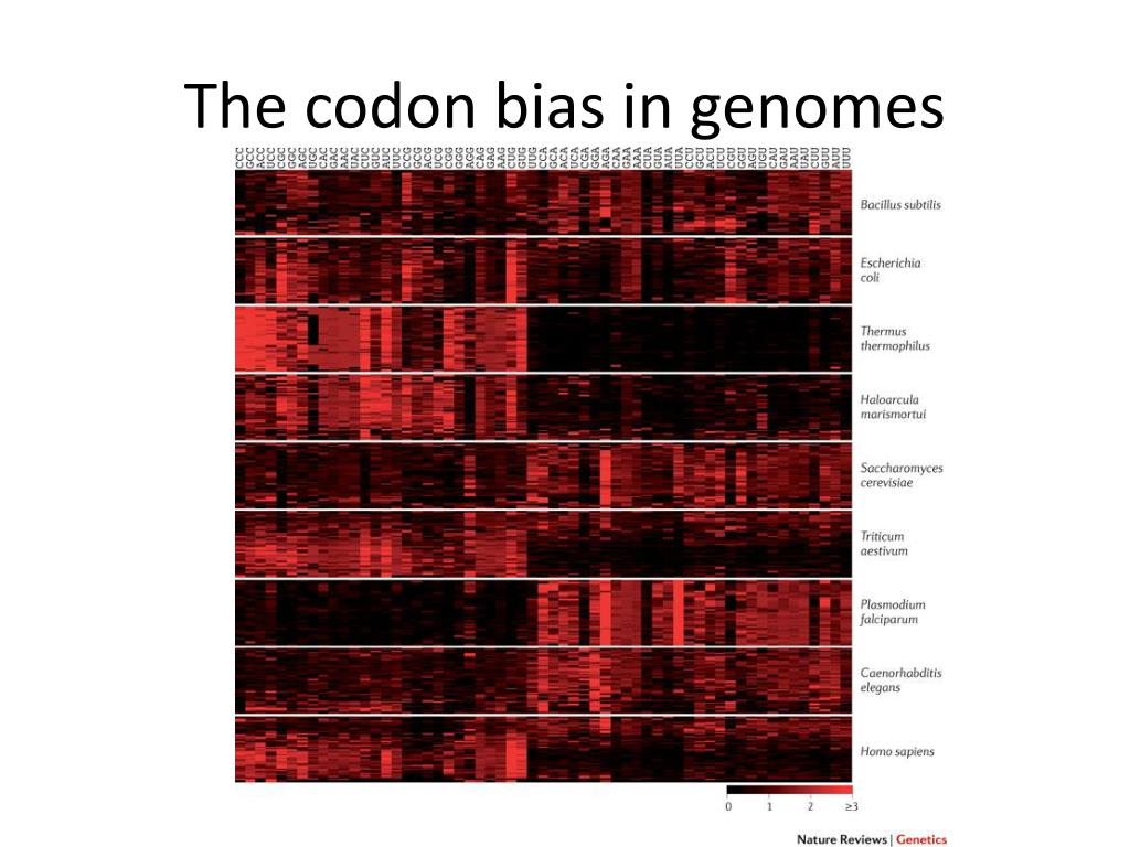 PPT - A genome-wide perspective on translation of proteins PowerPoint ...