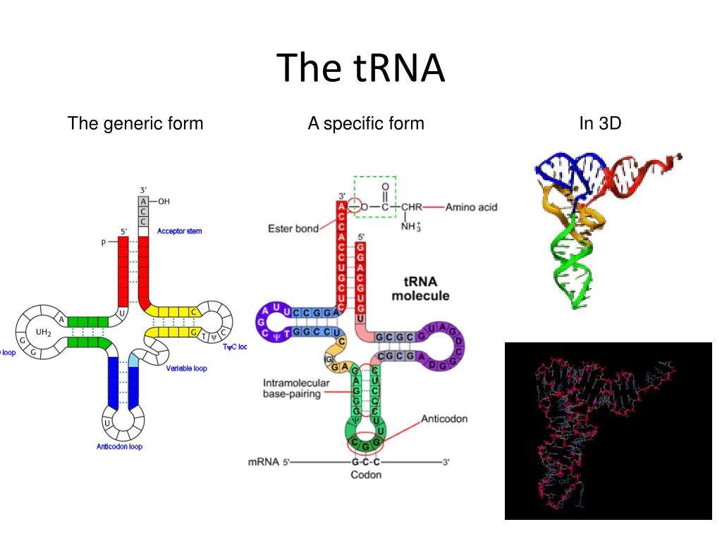 PPT - A genome-wide perspective on translation of proteins PowerPoint ...