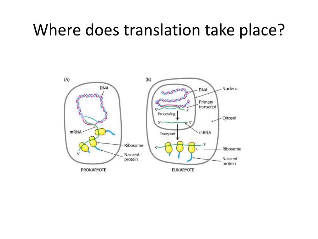 PPT - A genome-wide perspective on translation of proteins PowerPoint ...
