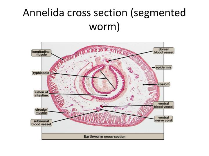 PPT - Comparing flat, round, and segmented worms PowerPoint ...