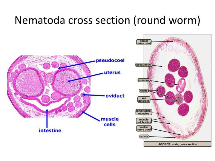 PPT - Comparing flat, round, and segmented worms PowerPoint ...