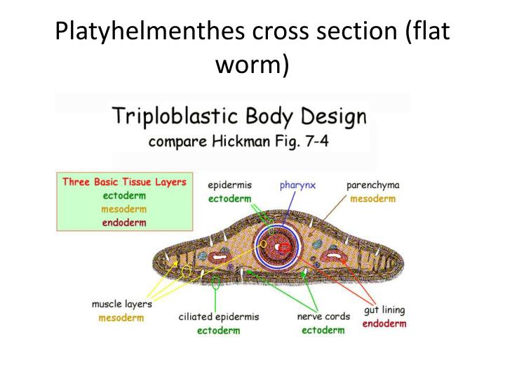Flatworm Diagram