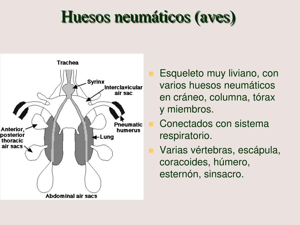 PPT - Unidad de Anatomía Veterinaria UST. Santiago Anatomía II ...