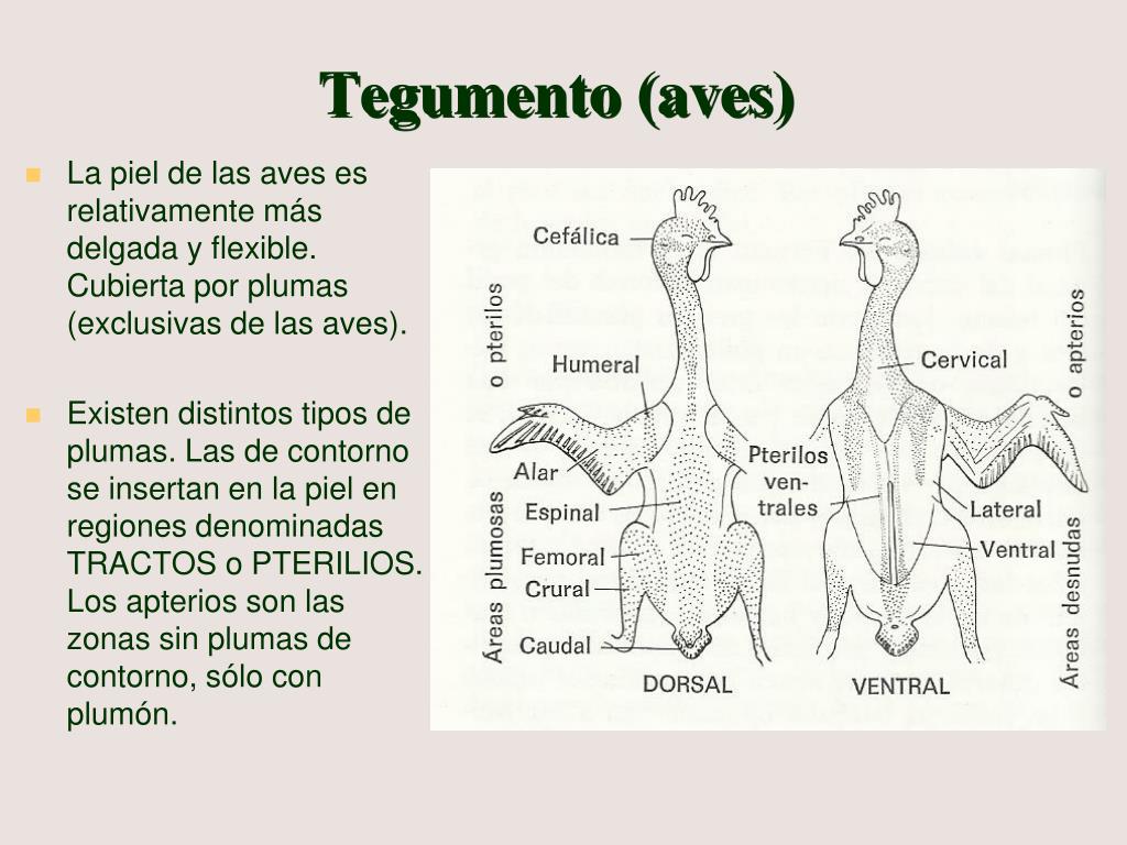 PPT - Unidad de Anatomía Veterinaria UST. Santiago Anatomía II ...