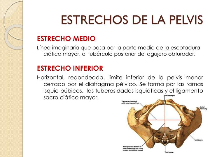 PPT - ANATOMÍA PÉLVICA PowerPoint Presentation - ID:2266307