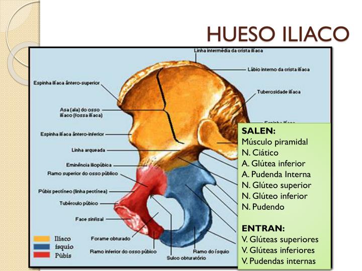 PPT - ANATOMÍA PÉLVICA PowerPoint Presentation - ID:2266307