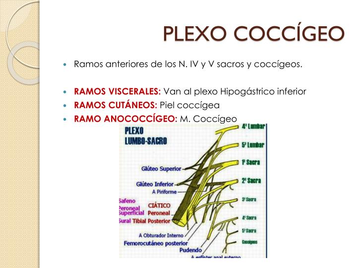 PPT - ANATOMÍA PÉLVICA PowerPoint Presentation - ID:2266307