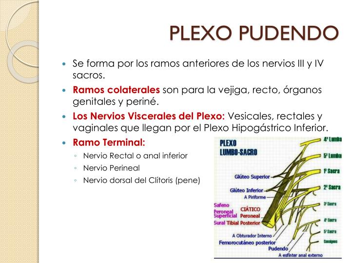 PPT - ANATOMÍA PÉLVICA PowerPoint Presentation - ID:2266307