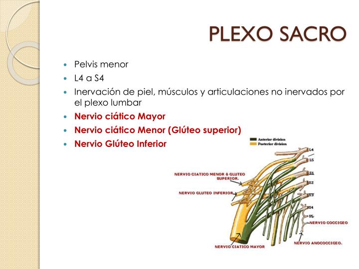 PPT - ANATOMÍA PÉLVICA PowerPoint Presentation - ID:2266307