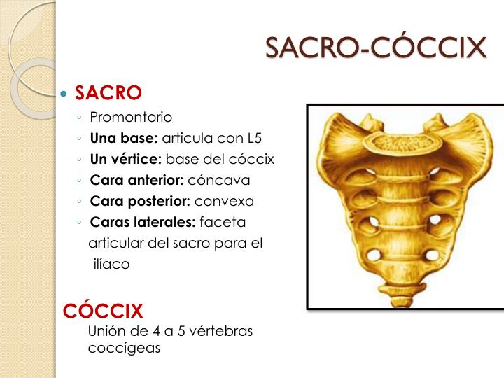 PPT - ANATOMÍA PÉLVICA PowerPoint Presentation - ID:2266307