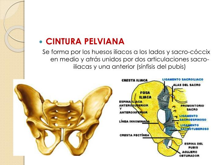 PPT - ANATOMÍA PÉLVICA PowerPoint Presentation - ID:2266307
