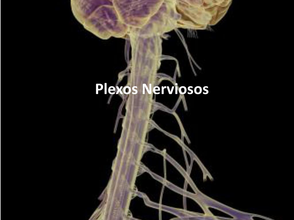 PPT - Generalidades de la medula espinal, sistema nervioso periférico y plexos. PowerPoint ...