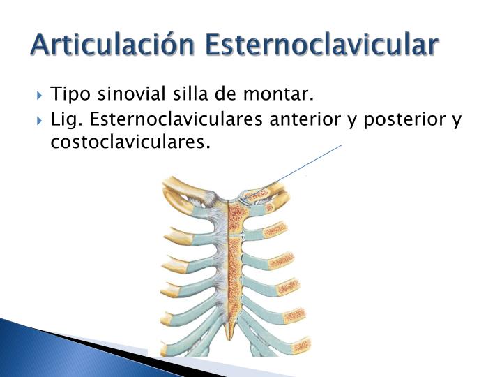 PPT - TORAX PowerPoint Presentation - ID:2266535