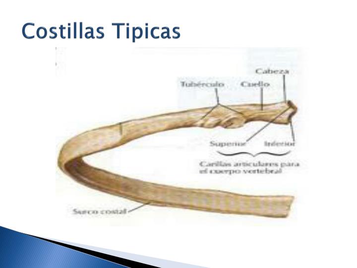 PPT - TORAX PowerPoint Presentation - ID:2266535