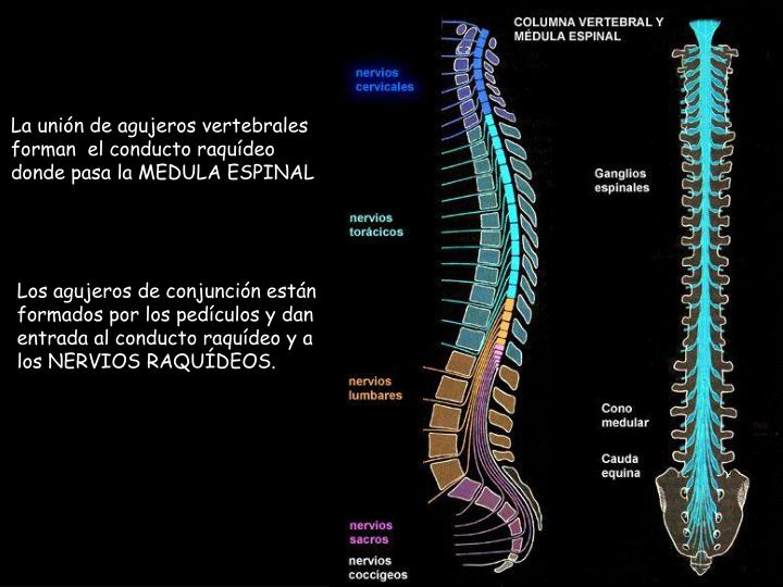 PPT - UNIVERSIDAD TECNICA DE MANABI EXPOSICION DE ANATOMIA COLUMNA ...