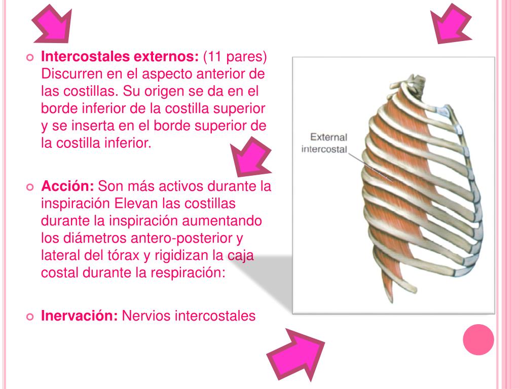 PPT - Ligamentos de las articulaciones posteriores: PowerPoint ...