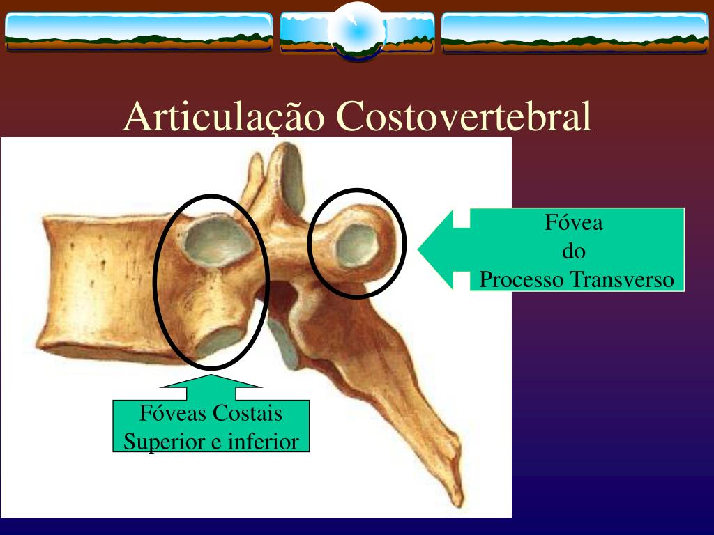 PPT - Morfologia da Coluna Vertebral Profº Nilton Amato Jr. PowerPoint ...