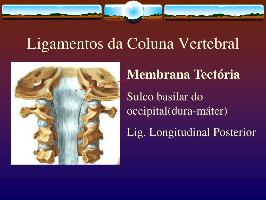 PPT - Morfologia da Coluna Vertebral Profº Nilton Amato Jr. PowerPoint ...