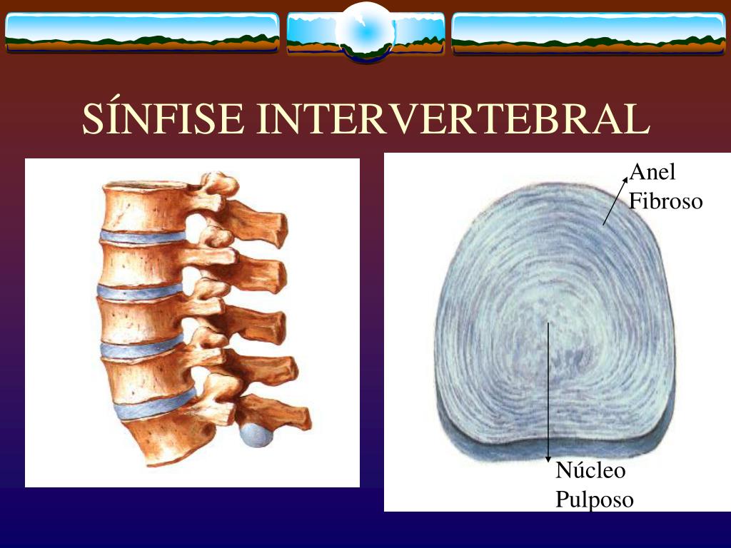 PPT - Morfologia da Coluna Vertebral Profº Nilton Amato Jr. PowerPoint ...