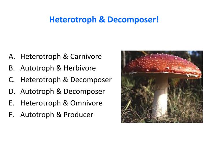 PPT - What is the main source of energy in all ecosystems? PowerPoint ...