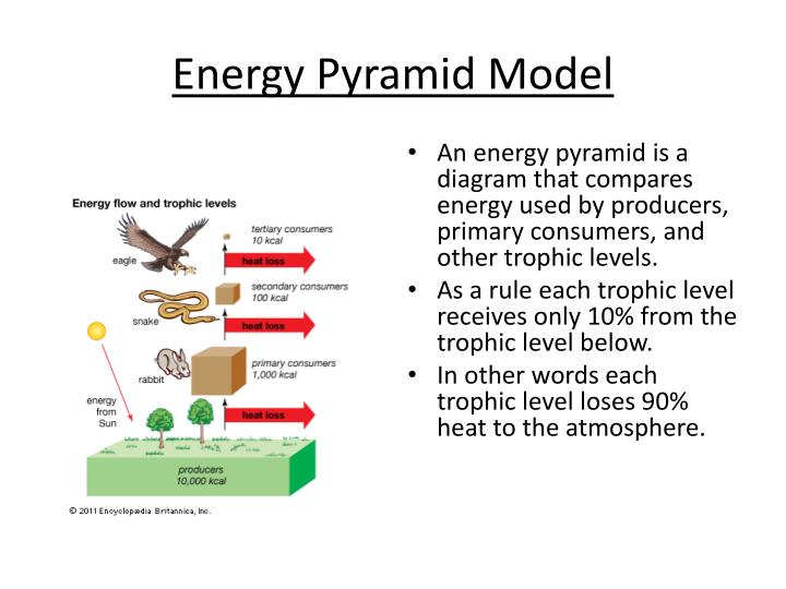 PPT - Energy Flow Pyramids and Trophic Levels PowerPoint Presentation ...