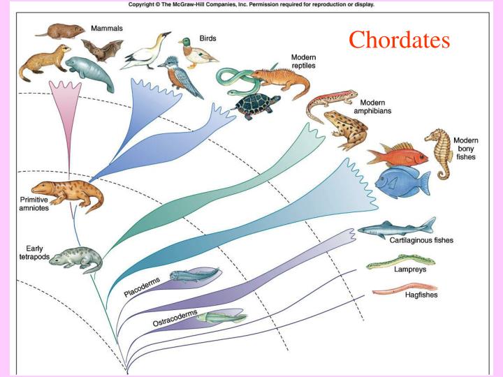 PPT - Chordates An Introduction PowerPoint Presentation - ID:2267000