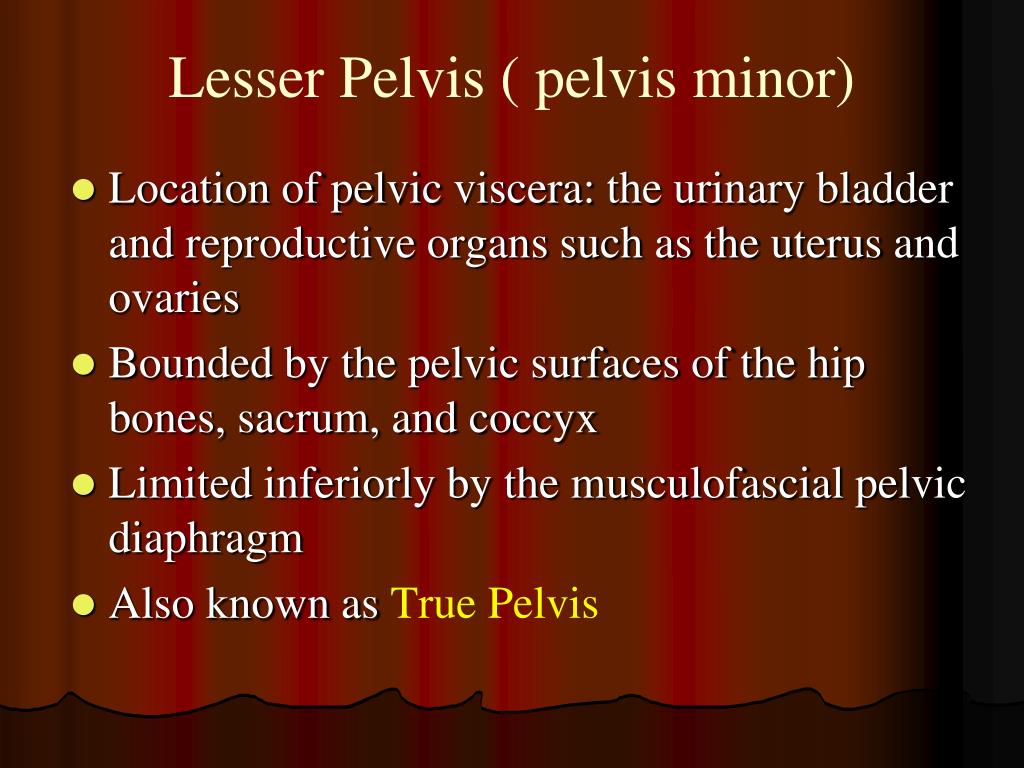 PPT - Bony Pelvic Wall and Pelvic Cavity PowerPoint Presentation, free ...