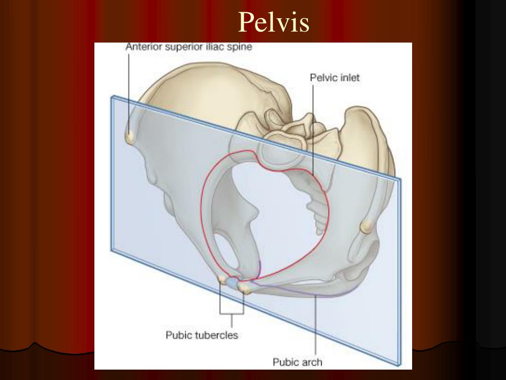PPT - Bony Pelvic Wall and Pelvic Cavity PowerPoint Presentation, free ...