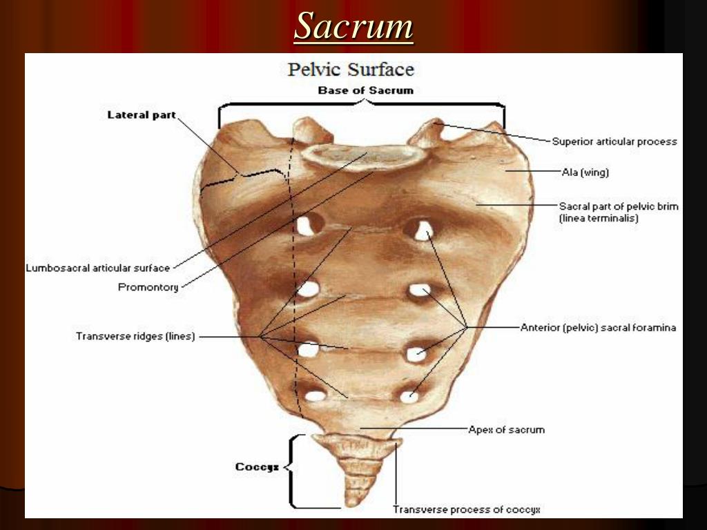 PPT - Bony Pelvic Wall and Pelvic Cavity PowerPoint Presentation, free ...