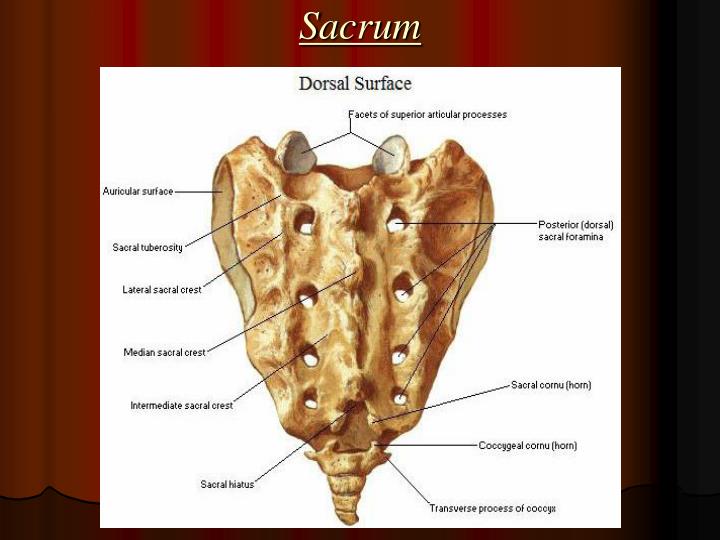 PPT - Bony Pelvic Wall and Pelvic Cavity PowerPoint Presentation - ID ...