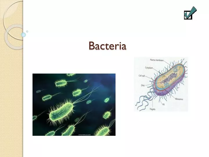 PPT - Bacteria PowerPoint Presentation, free download - ID:2267275