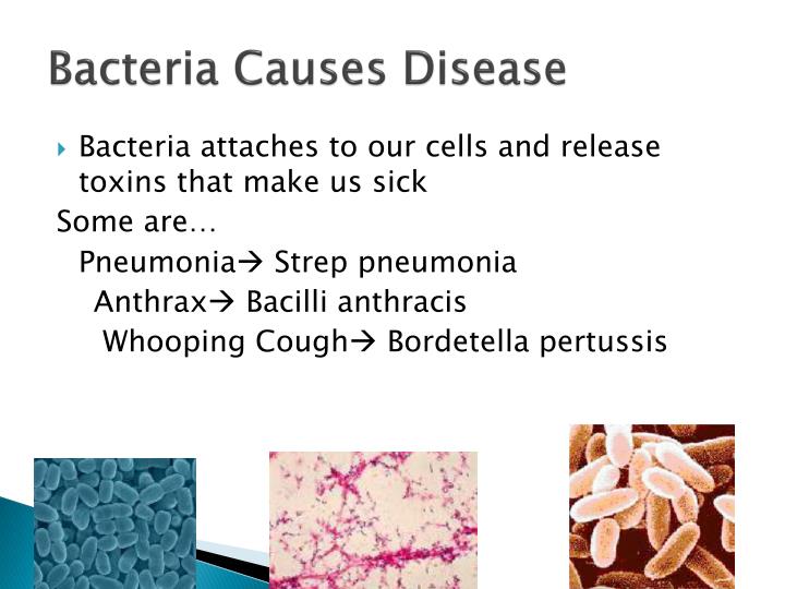 PPT - Bacteria PowerPoint Presentation - ID:2267292