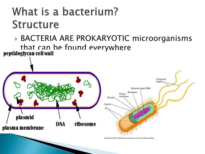 PPT - Bacteria PowerPoint Presentation - ID:2267292