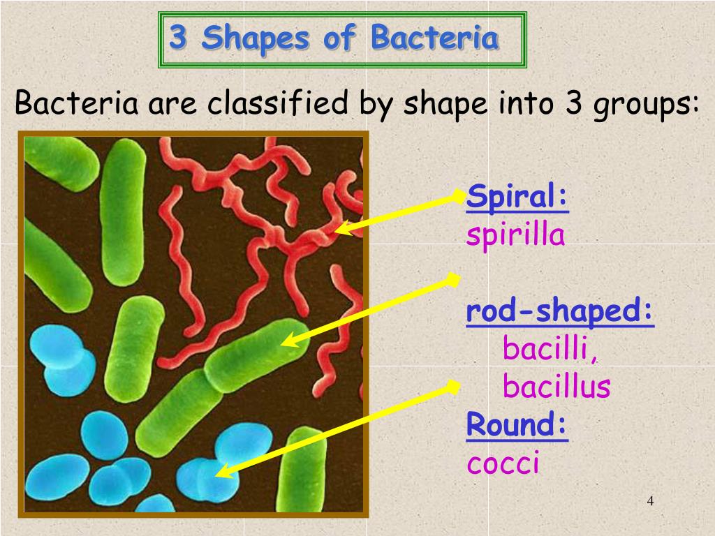 PPT - FUNGI ANIMALIA PLANTAE MONERA PROTISA PowerPoint Presentation ...