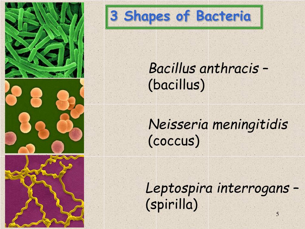PPT - FUNGI ANIMALIA PLANTAE MONERA PROTISA PowerPoint Presentation ...