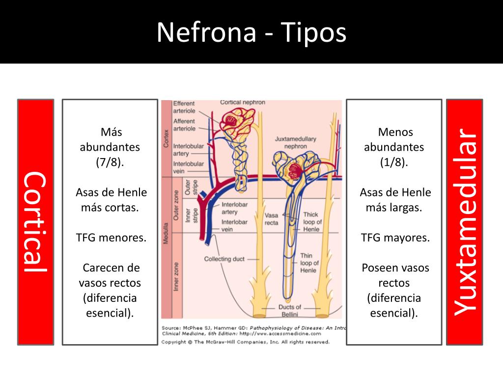 PPT - Fisiología Renal: Generalidades de la Función Renal PowerPoint ...