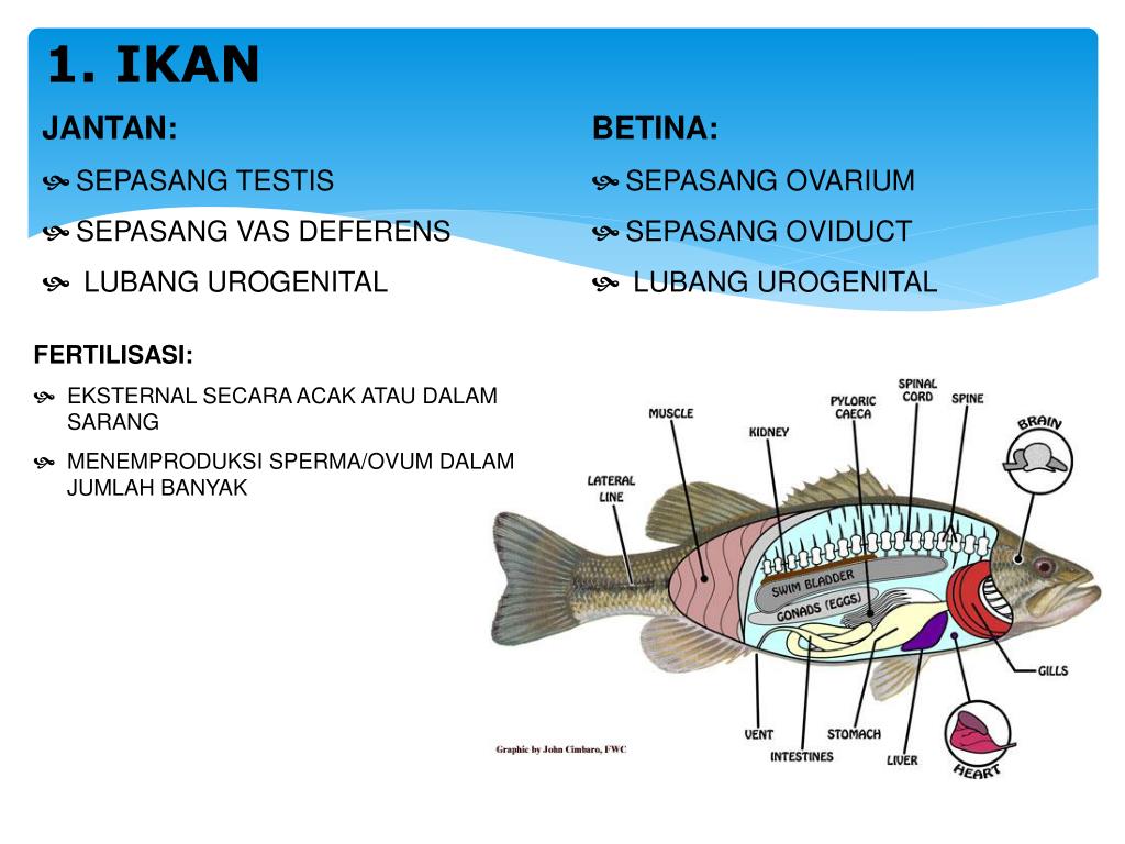 PPT - BAB II: PERKEMBANGBIAKAN (REPRODUKSI) PowerPoint Presentation ...