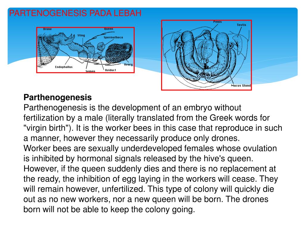 PPT - BAB II: PERKEMBANGBIAKAN (REPRODUKSI) PowerPoint Presentation ...