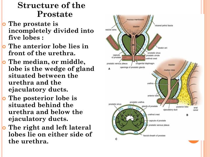 PPT - Anatomy Lab PowerPoint Presentation - ID:2267640