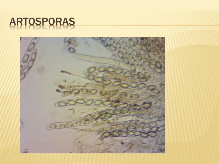 PPT - ESTRUCTURA DE LOS HONGOS PowerPoint Presentation - ID:2267671