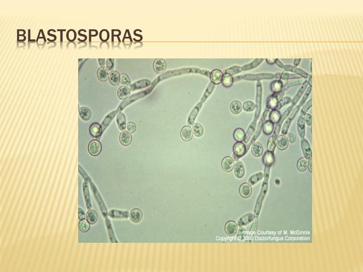 PPT - ESTRUCTURA DE LOS HONGOS PowerPoint Presentation - ID:2267671